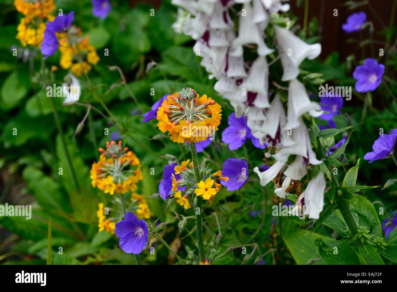 primula japonica geranium johnsons blue digitalis pams split planting ...