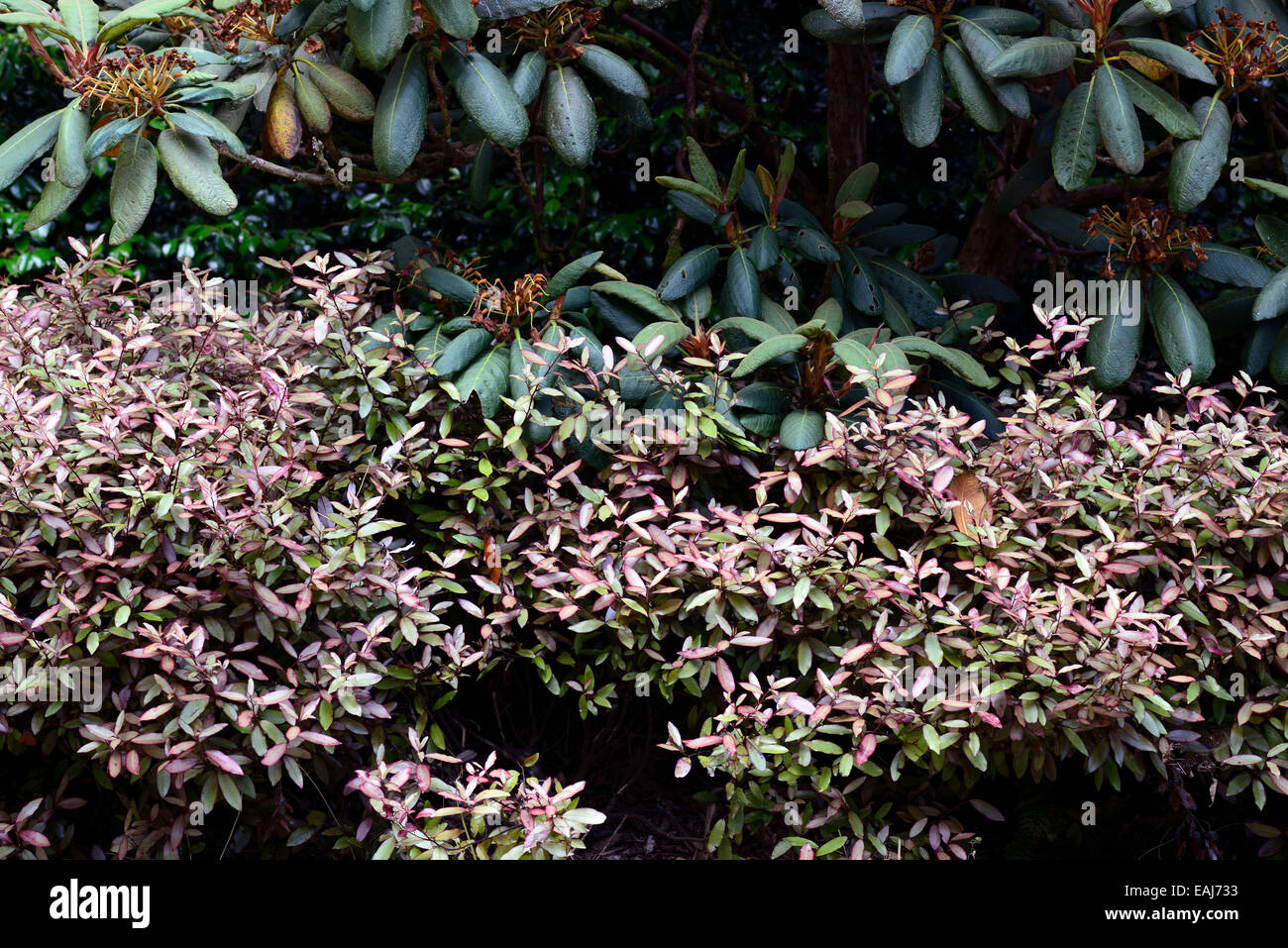 pseudowintera colorata marjorie congreve olive yellow pink edge tint ...