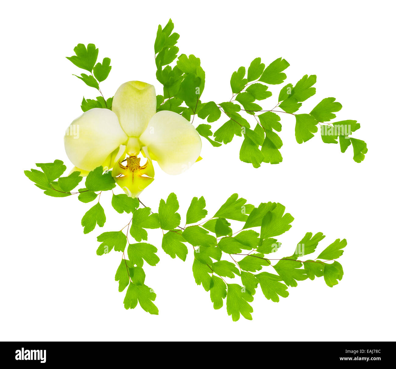 orchid flower and crossed young green fern branches is isolated on ...