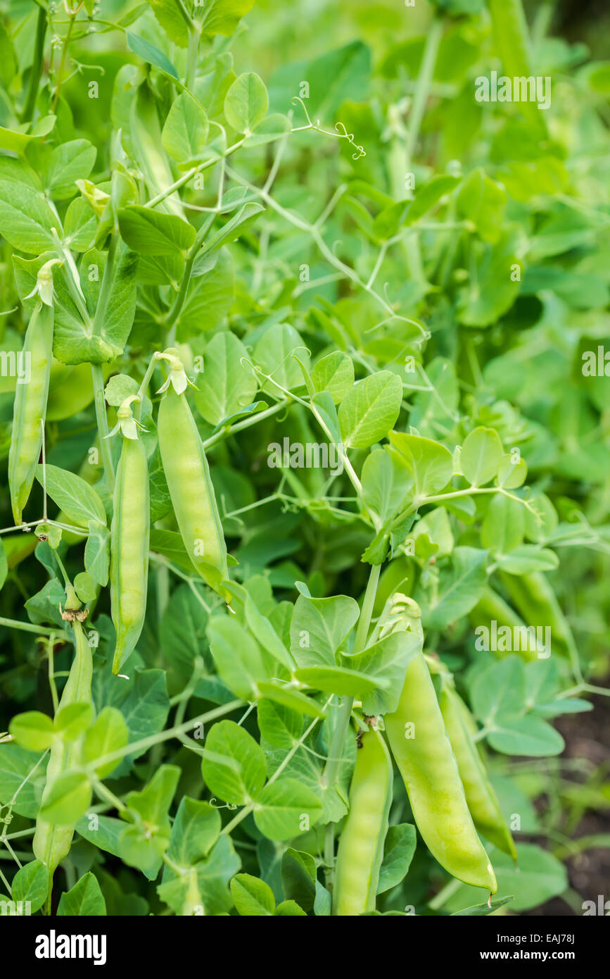 fresh ripe peas growing on the farm, closeup Stock Photo - Alamy