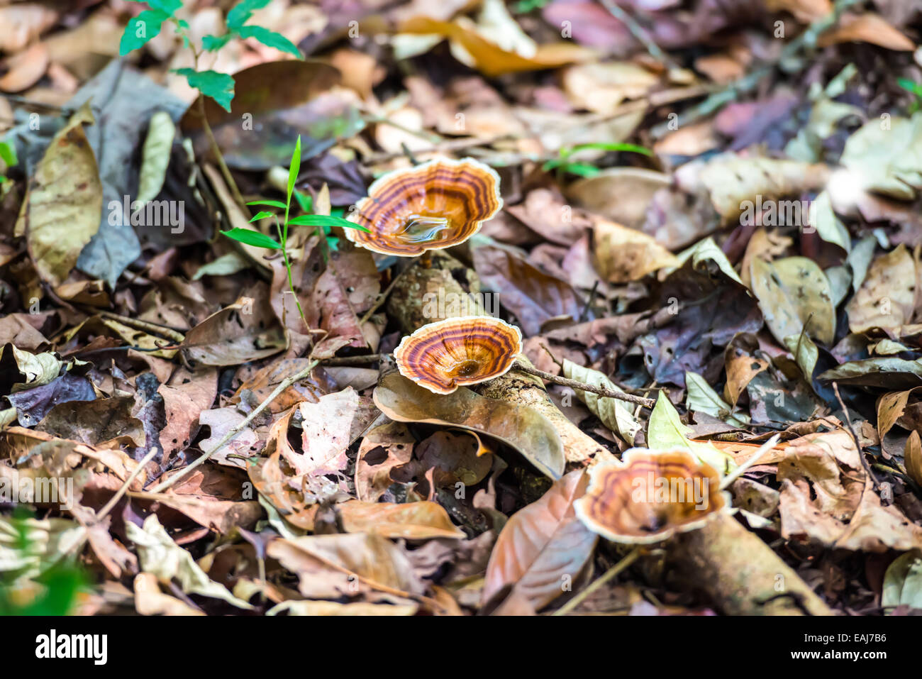 Wild brown striped mushrooms growing in a forest of India, closeup ...