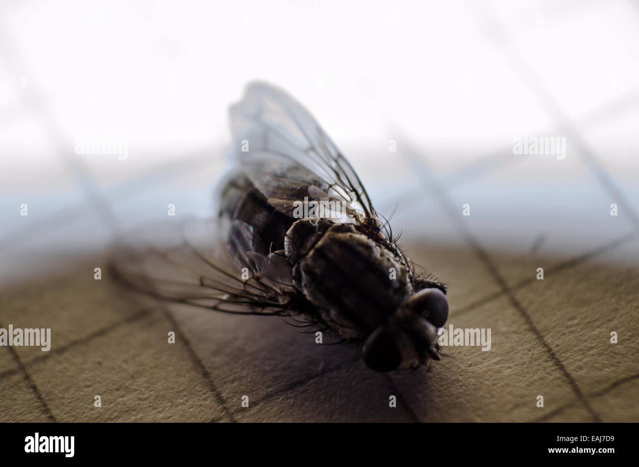 Common House fly Stock Photo - Alamy