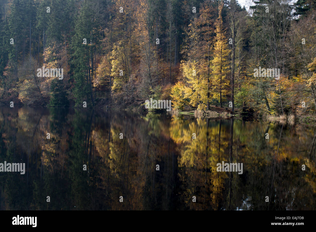 colored trees are reflecting in the water Stock Photo - Alamy
