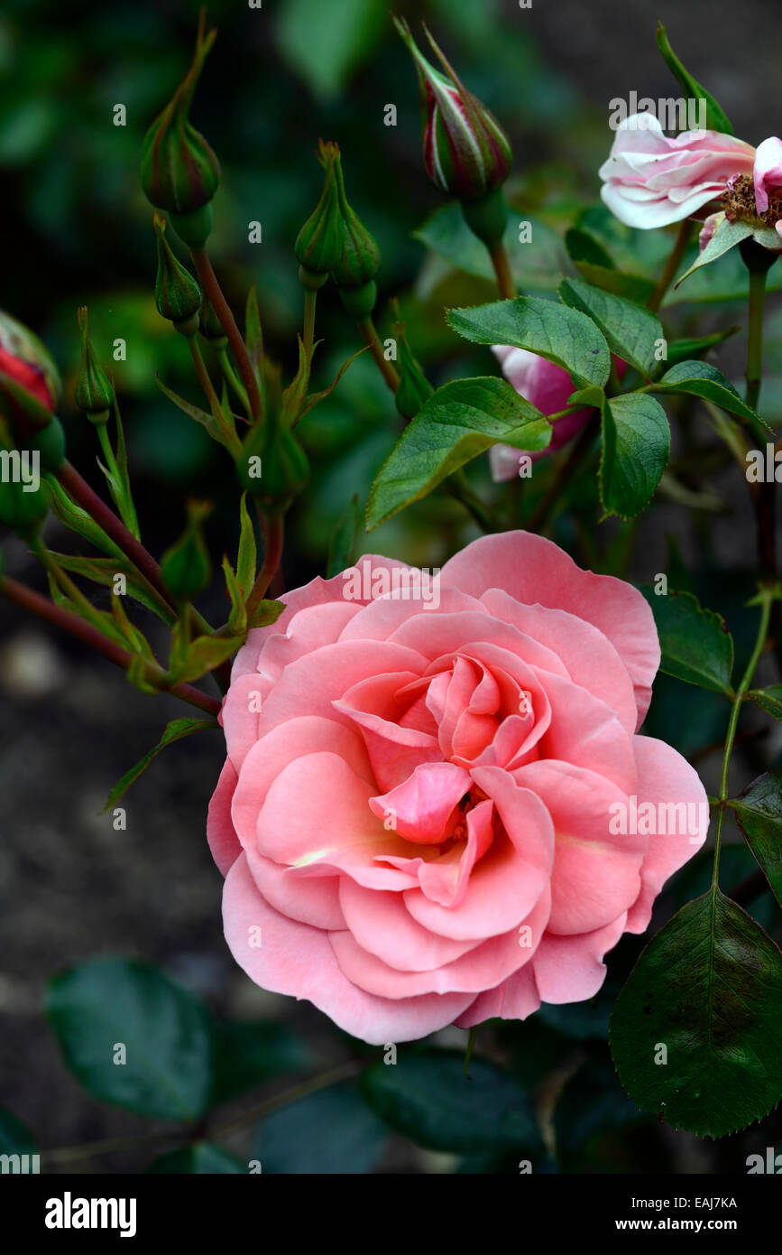 rosa fascination poulmax rose flower pink flowering flowers fragrant ...