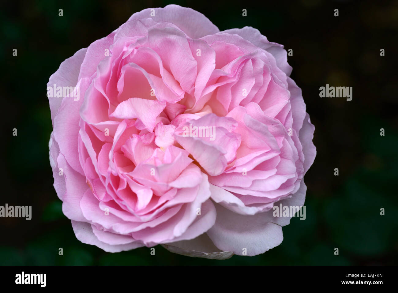 rosa heritage ausblush rose flower pink flowering flowers fragrant ...
