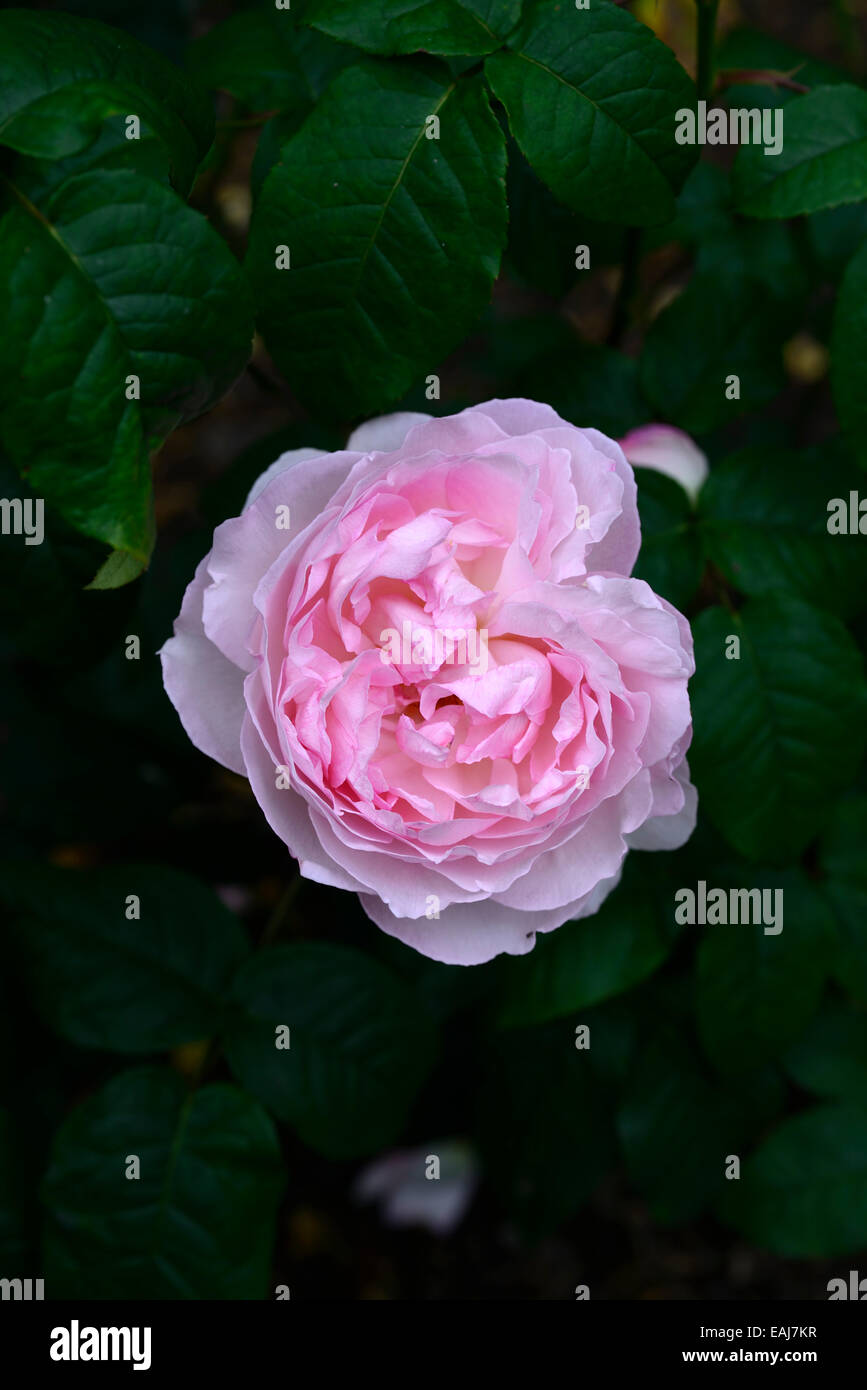 Rose heritage hi-res stock photography and images - Alamy