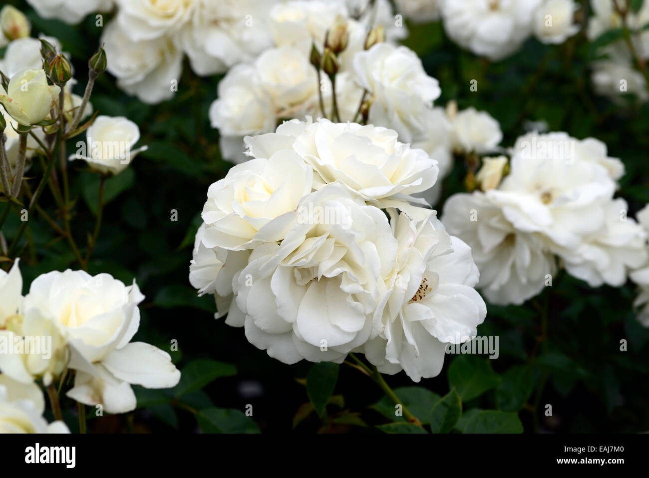 Rosa korbin hi-res stock photography and images - Alamy