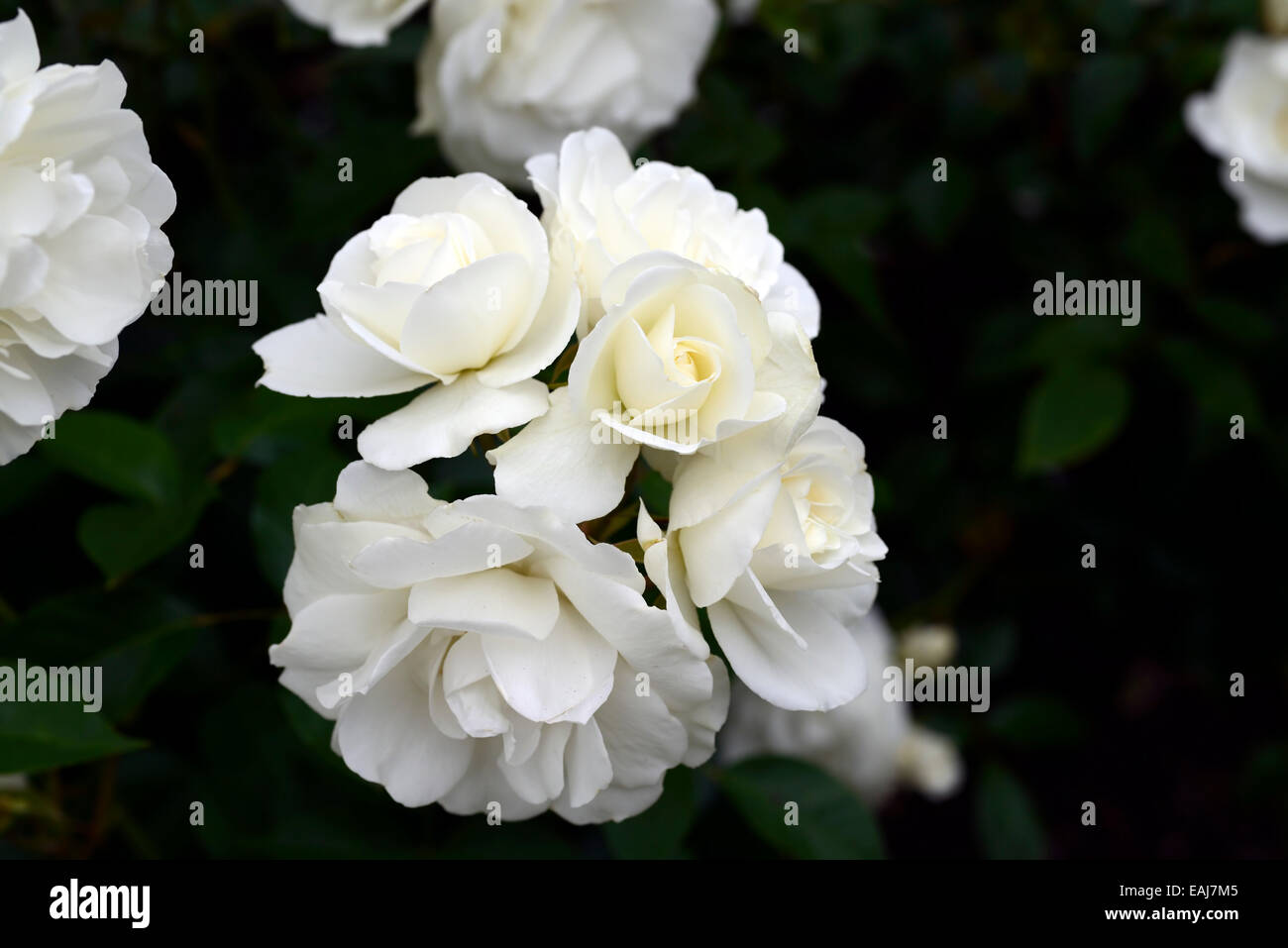 Iceberg rose hi-res stock photography and images - Alamy
