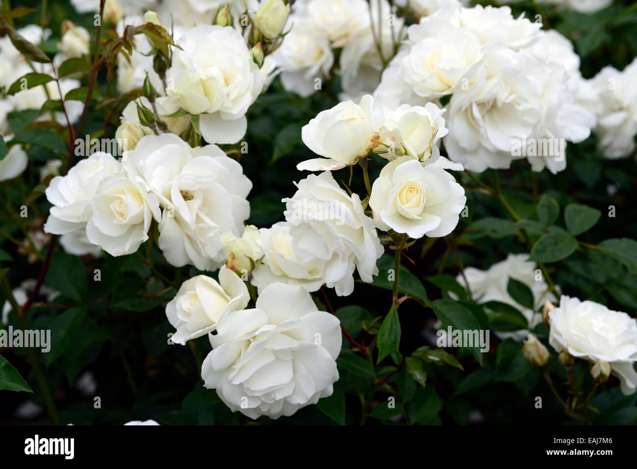 rosa iceberg korbin syn rosa iceberg rose roses white shrubs flowers ...