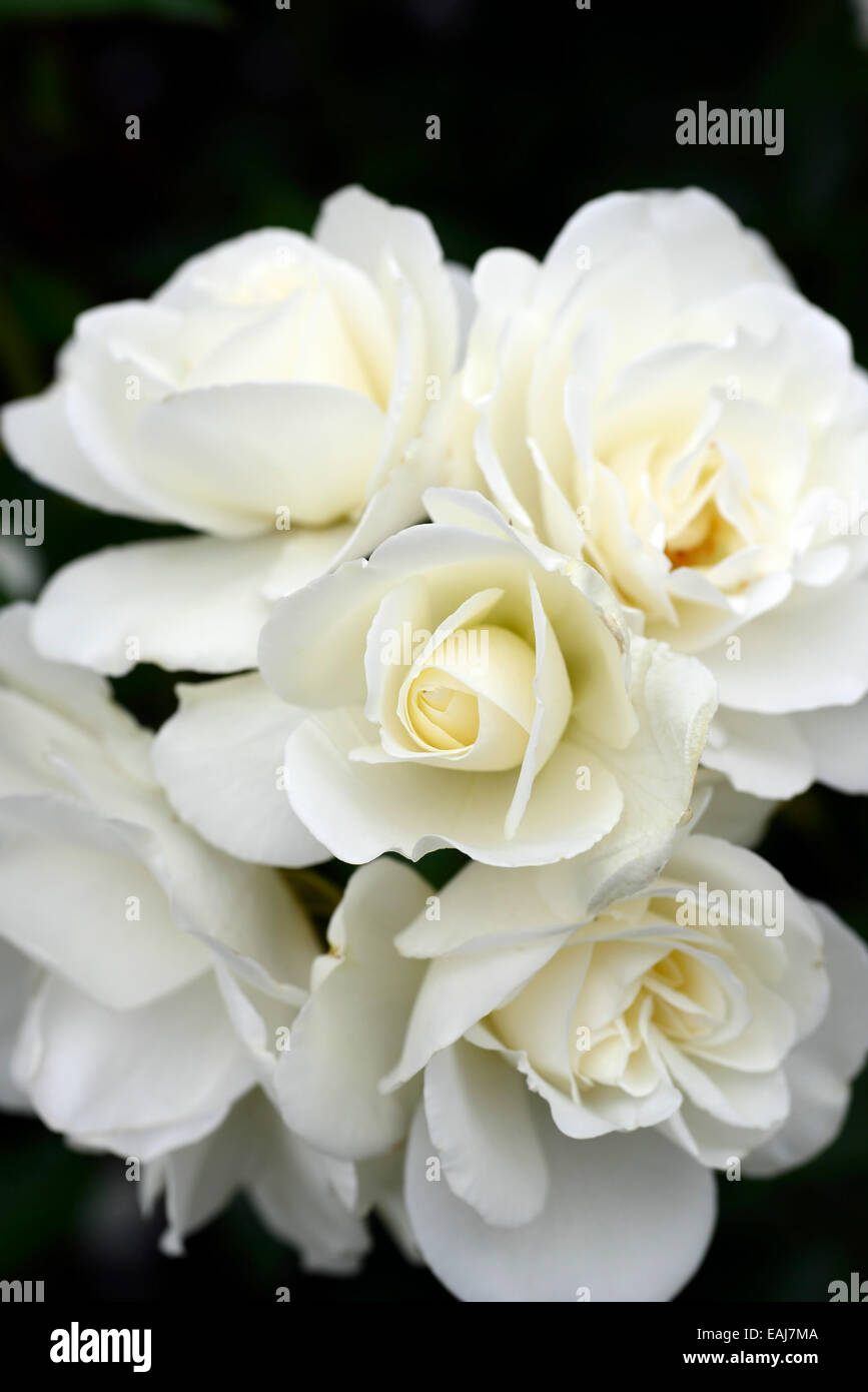 rosa iceberg korbin syn rosa iceberg rose roses white shrubs flowers ...