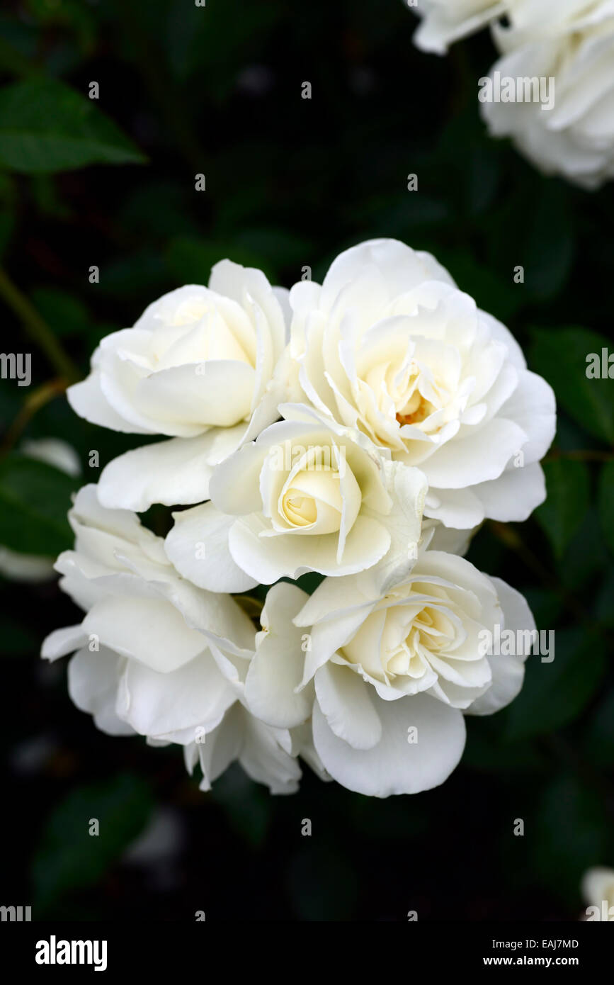 rosa iceberg korbin syn rosa iceberg rose roses white shrubs flowers ...
