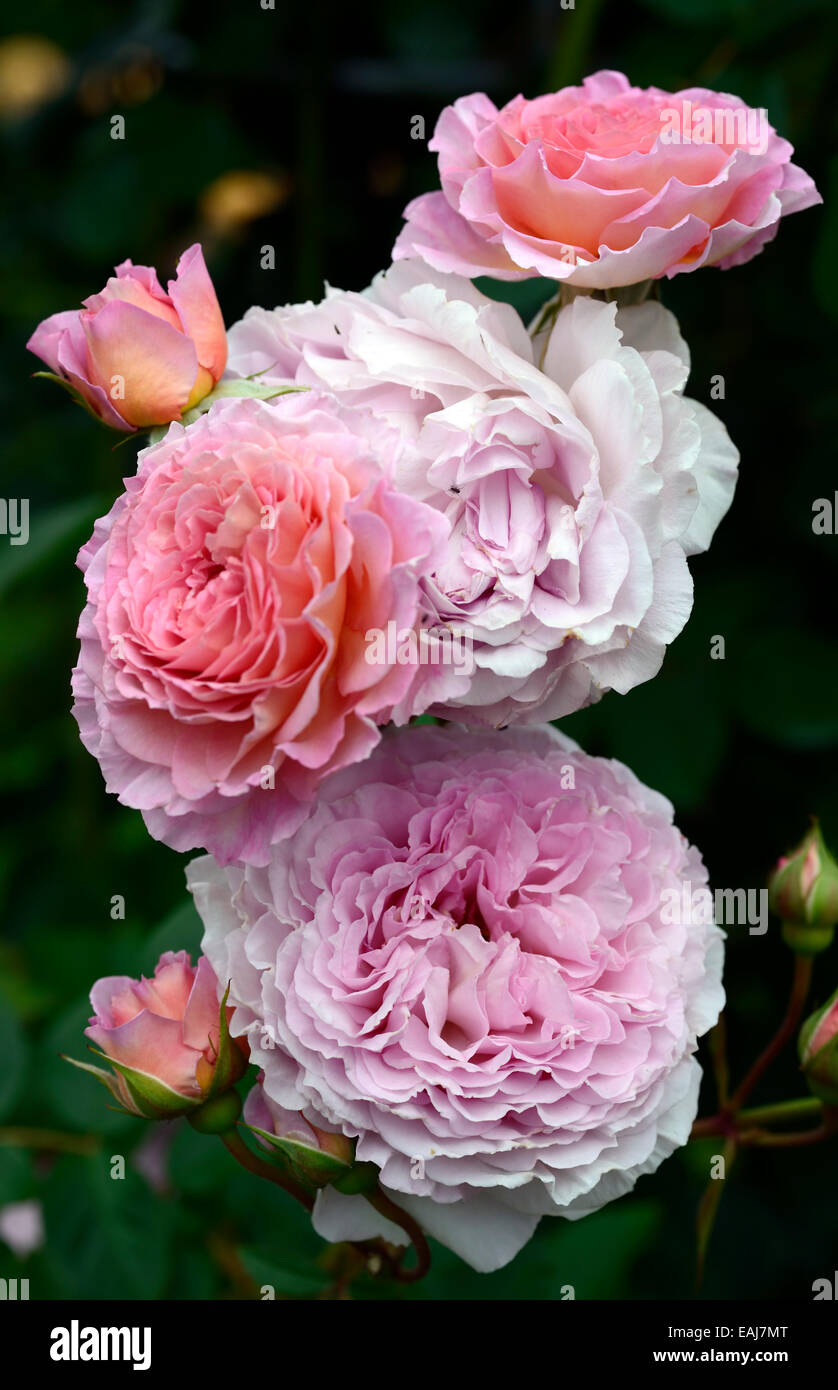 rosa james galway auscrystal rose flower pink climber climbing ...