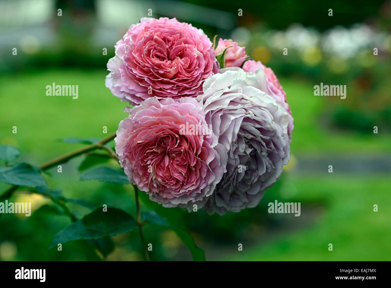 rosa james galway auscrystal rose flower pink climber climbing ...