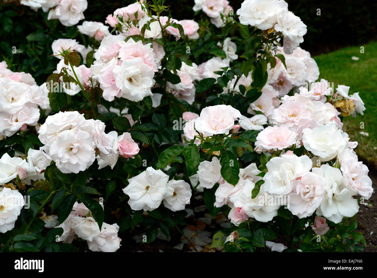 Many rose hi-res stock photography and images - Alamy