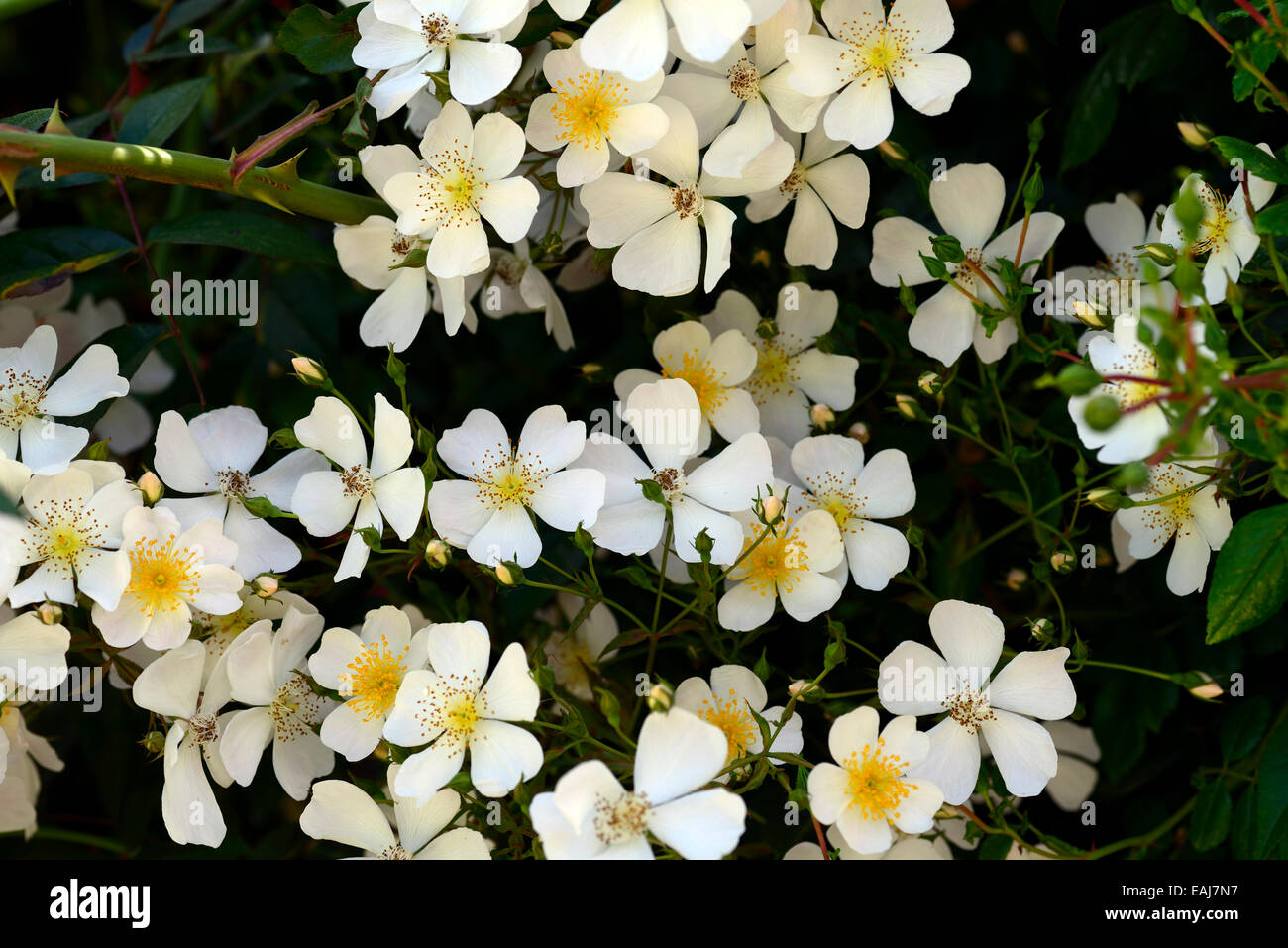 Rosa multiflora flower hi-res stock photography and images - Alamy