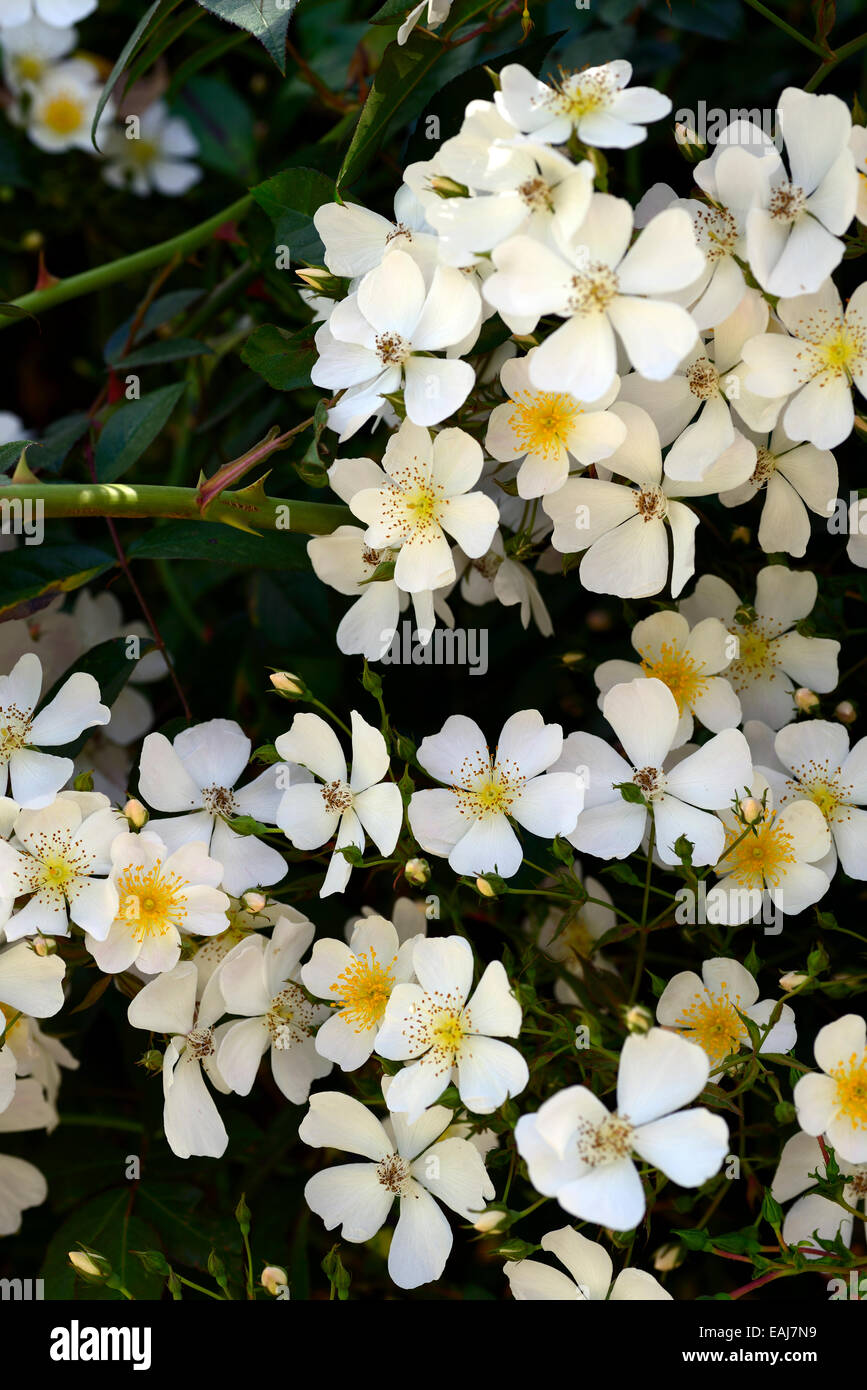 rosa multiflora rose flower white climbing climber scrambler flowering ...