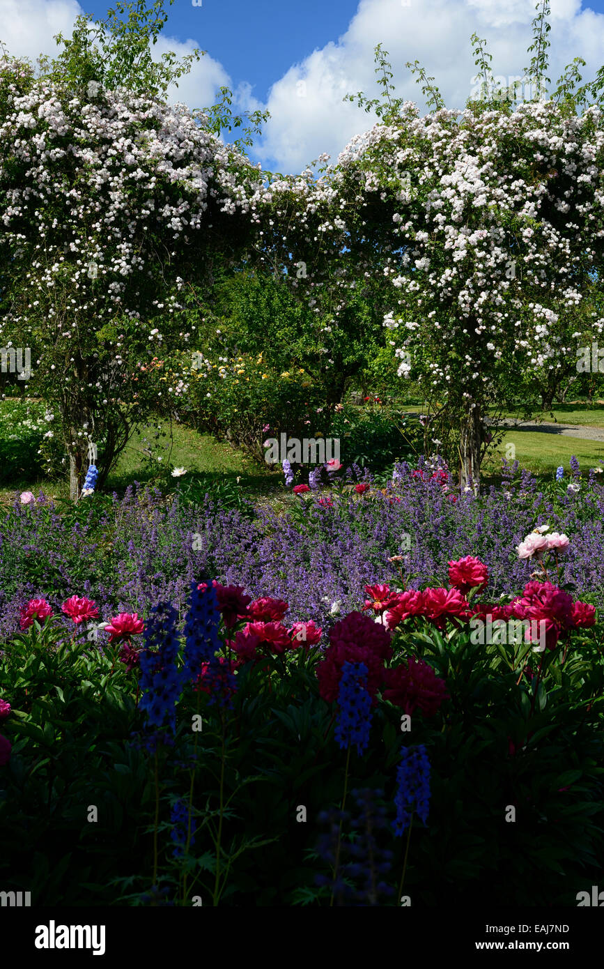 rosa paul's himalayan musk rose flower white climber shrub shrubs ...