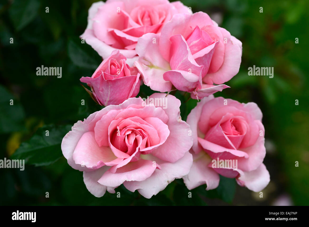 rosa radox bouquet rose double flower pink shrub shrubs color colours ...