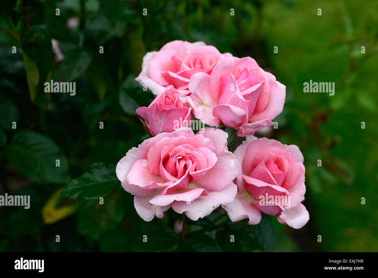 rosa radox bouquet rose double flower pink shrub shrubs color colours ...