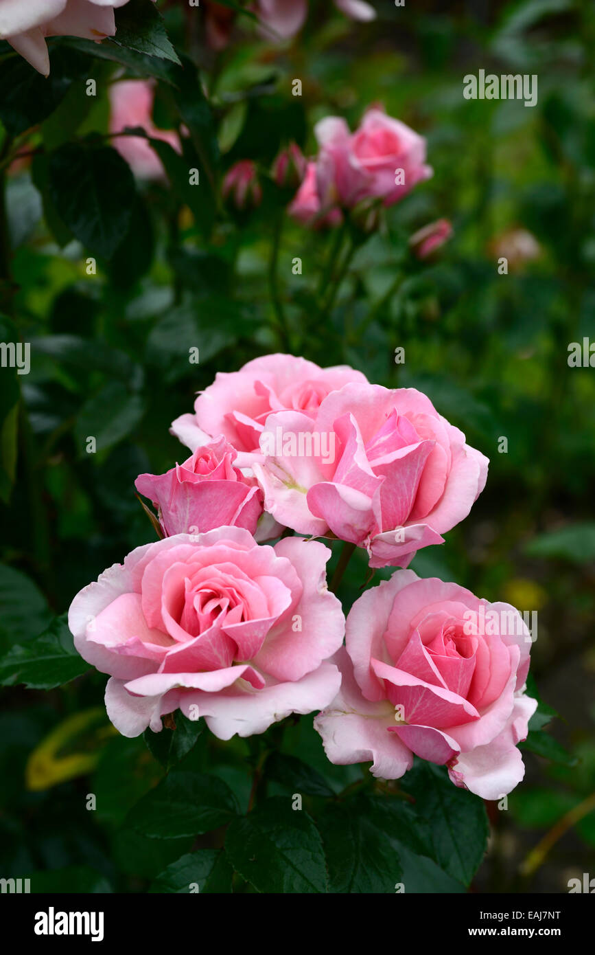 rosa radox bouquet rose double flower pink shrub shrubs color colours ...