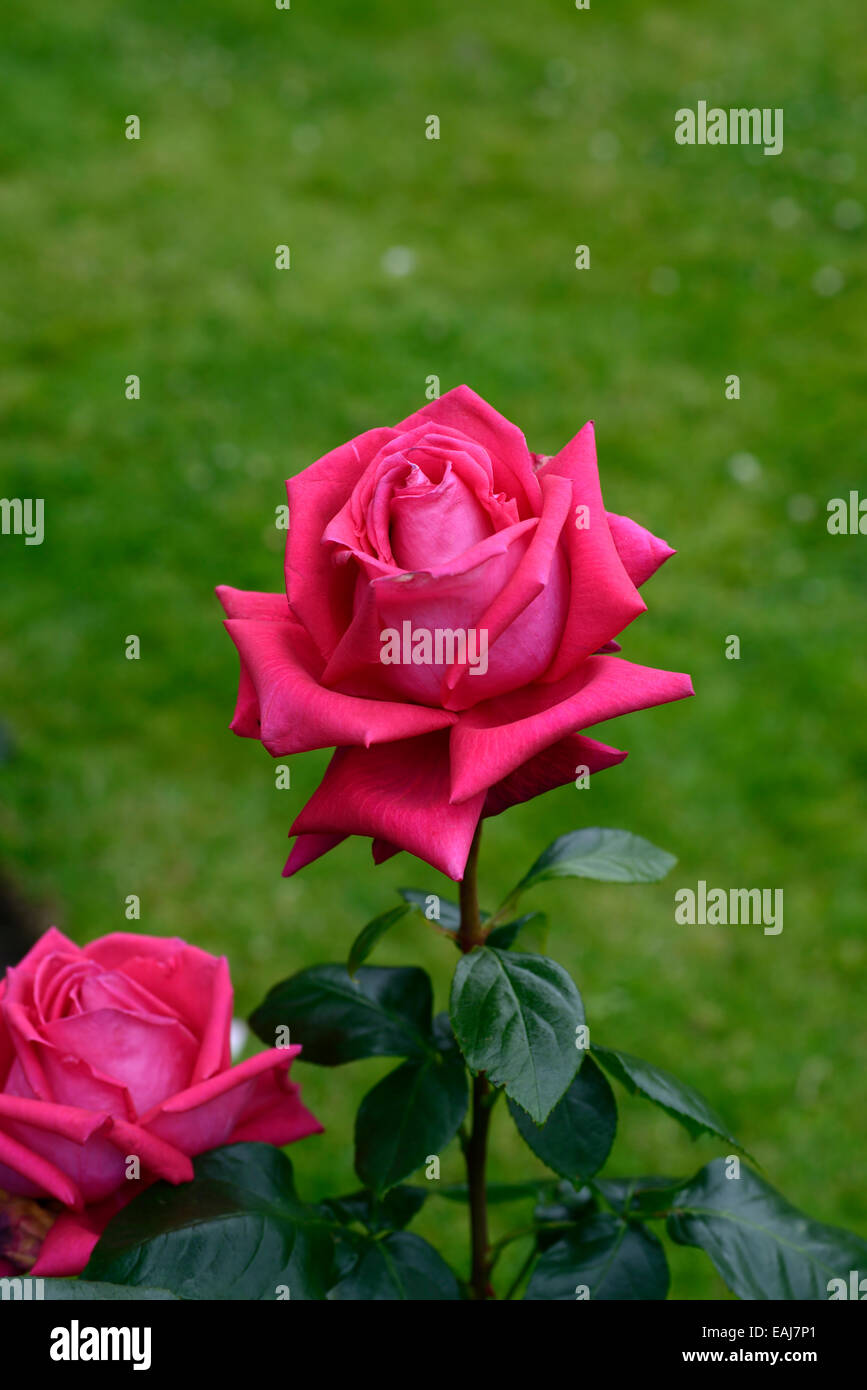 rosa red devil dicam rose double flower red shrub shrubs color colours ...