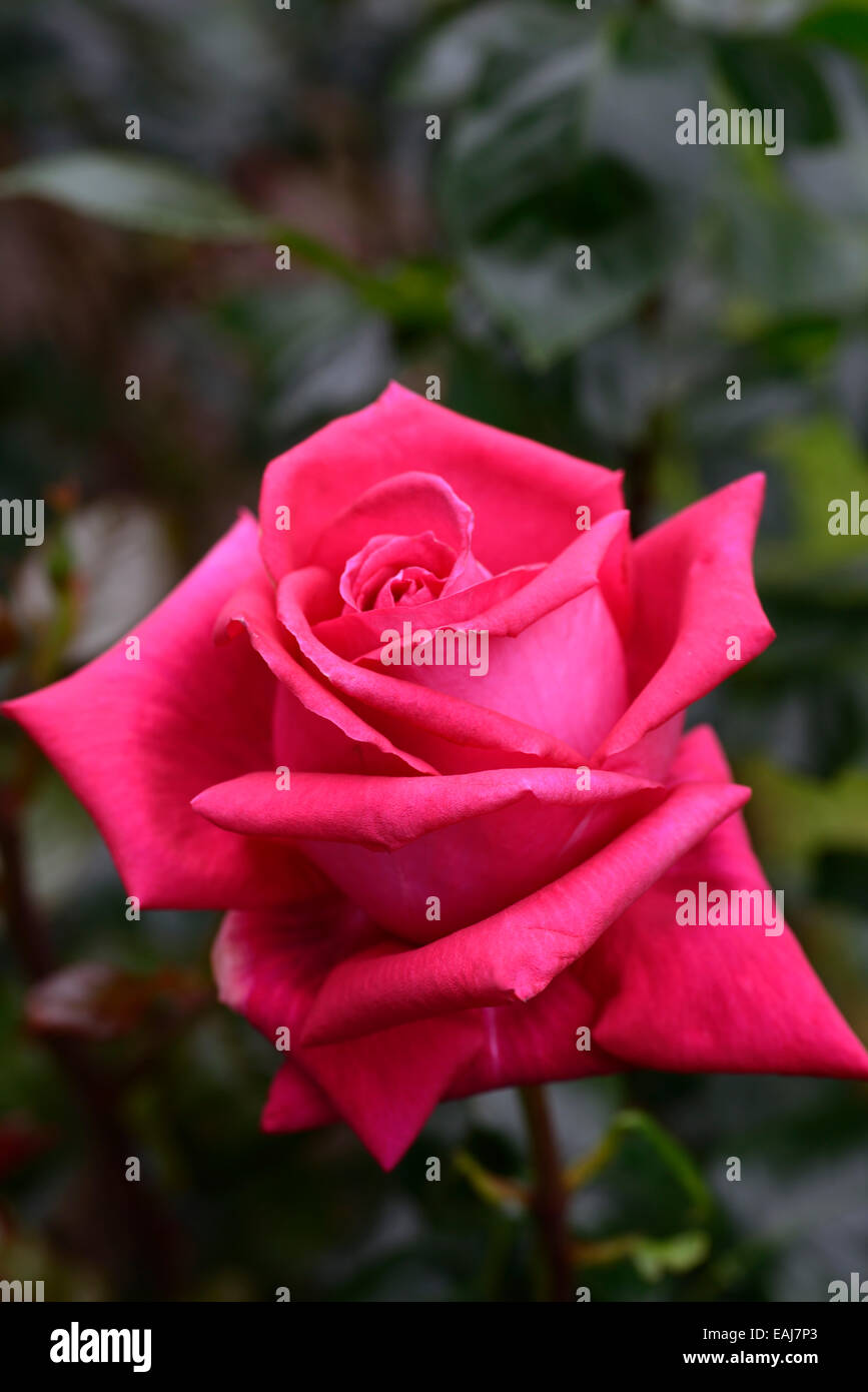 rosa red devil dicam rose double flower red shrub shrubs color colours ...