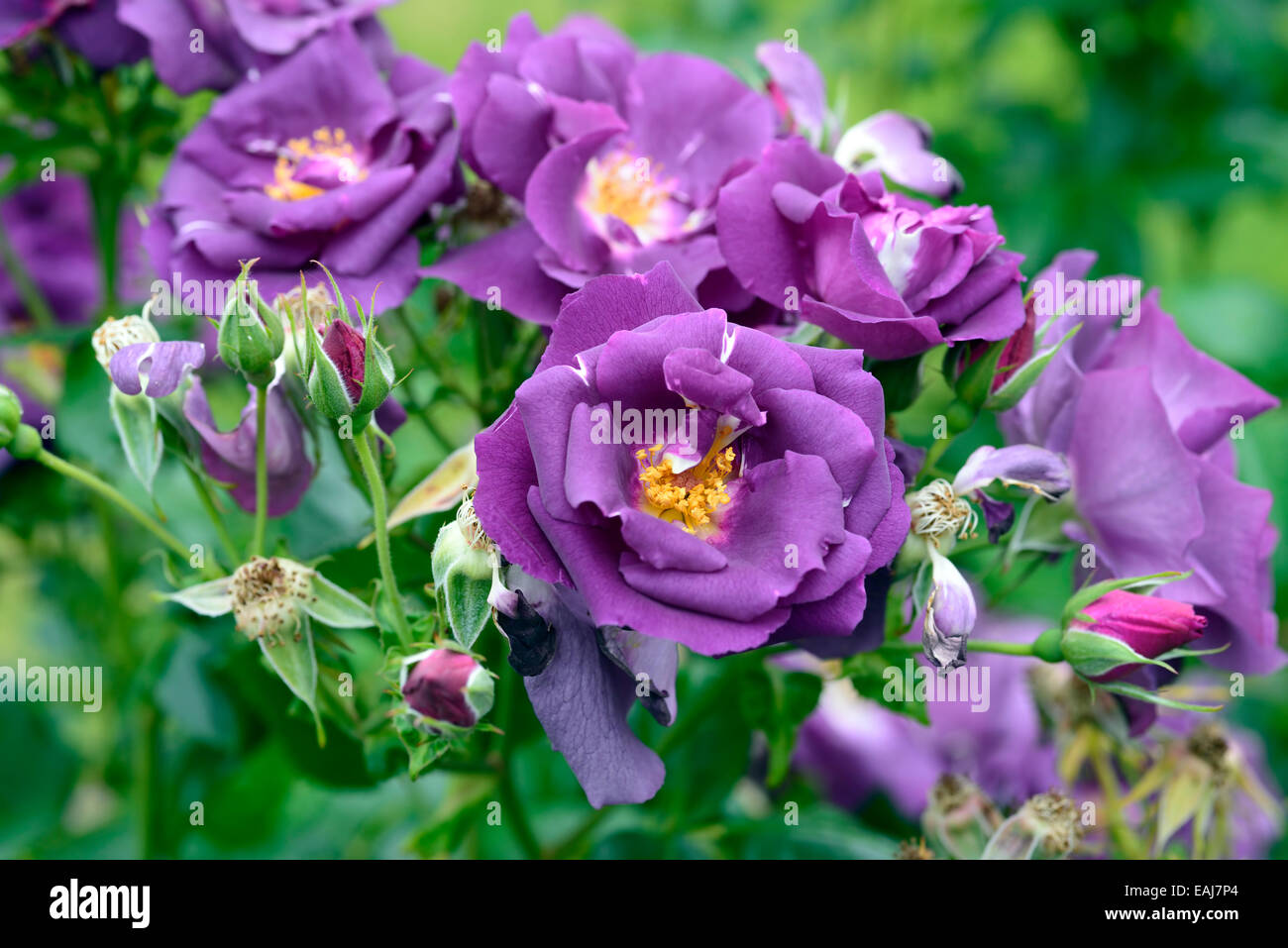 rosa rhapsody in blue frantasia rose purple flower flowers bloom ...
