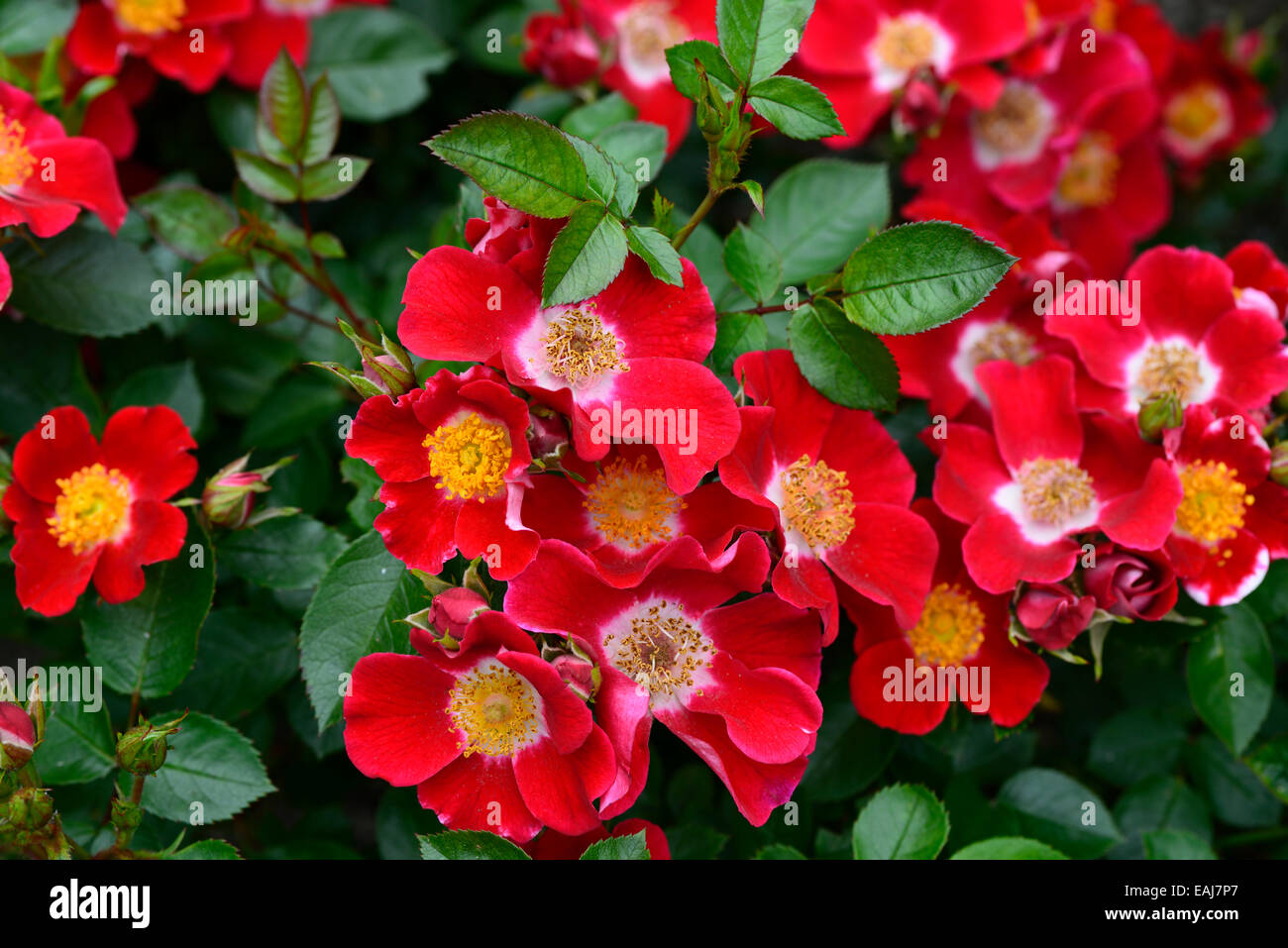 rosa robin redbreast interrob rose groundcover red flower flowers bloom ...