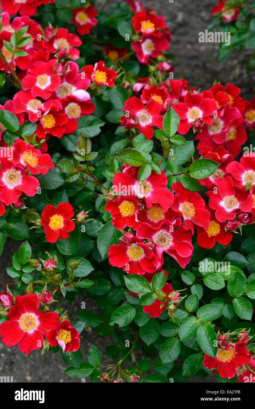 rosa robin redbreast interrob rose groundcover red flower flowers bloom ...