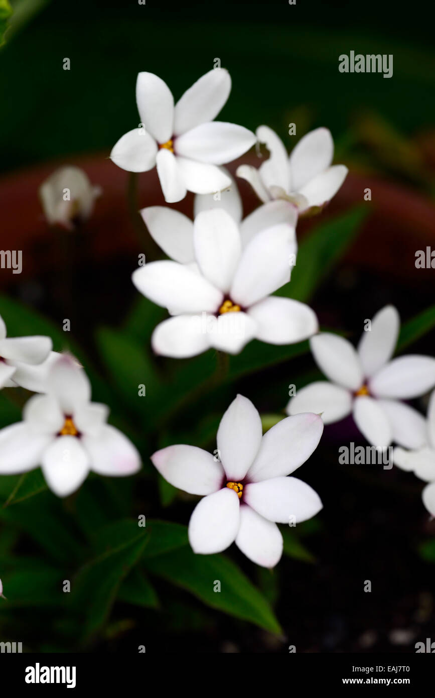 White flower alpine plant hi-res stock photography and images - Alamy