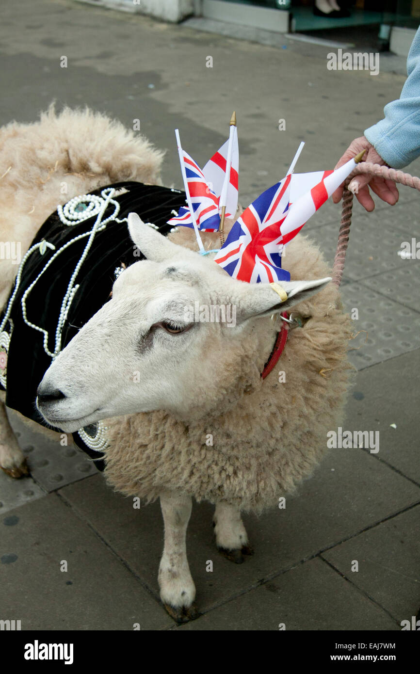 London, UK. 16th November, 2014. A sheep mascot named Amy wearing ...