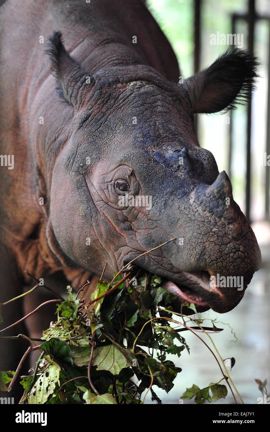 Jakarta, Indonesia. 16th Nov, 2014. A female endangered calf Sumatran ...
