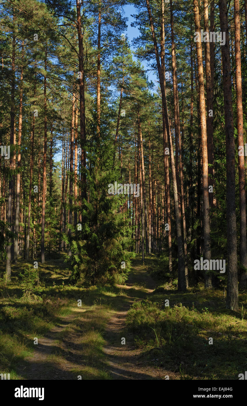 Pine forest landscape. Shadow forest road Stock Photo - Alamy