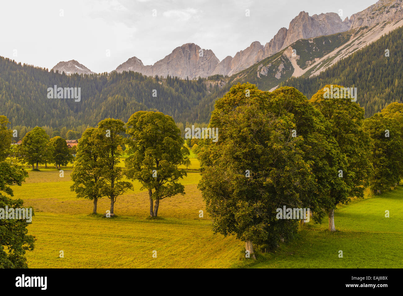 Valley of Ramsau at Dachstein, trees Acer pseudoplatanus, Styria ...