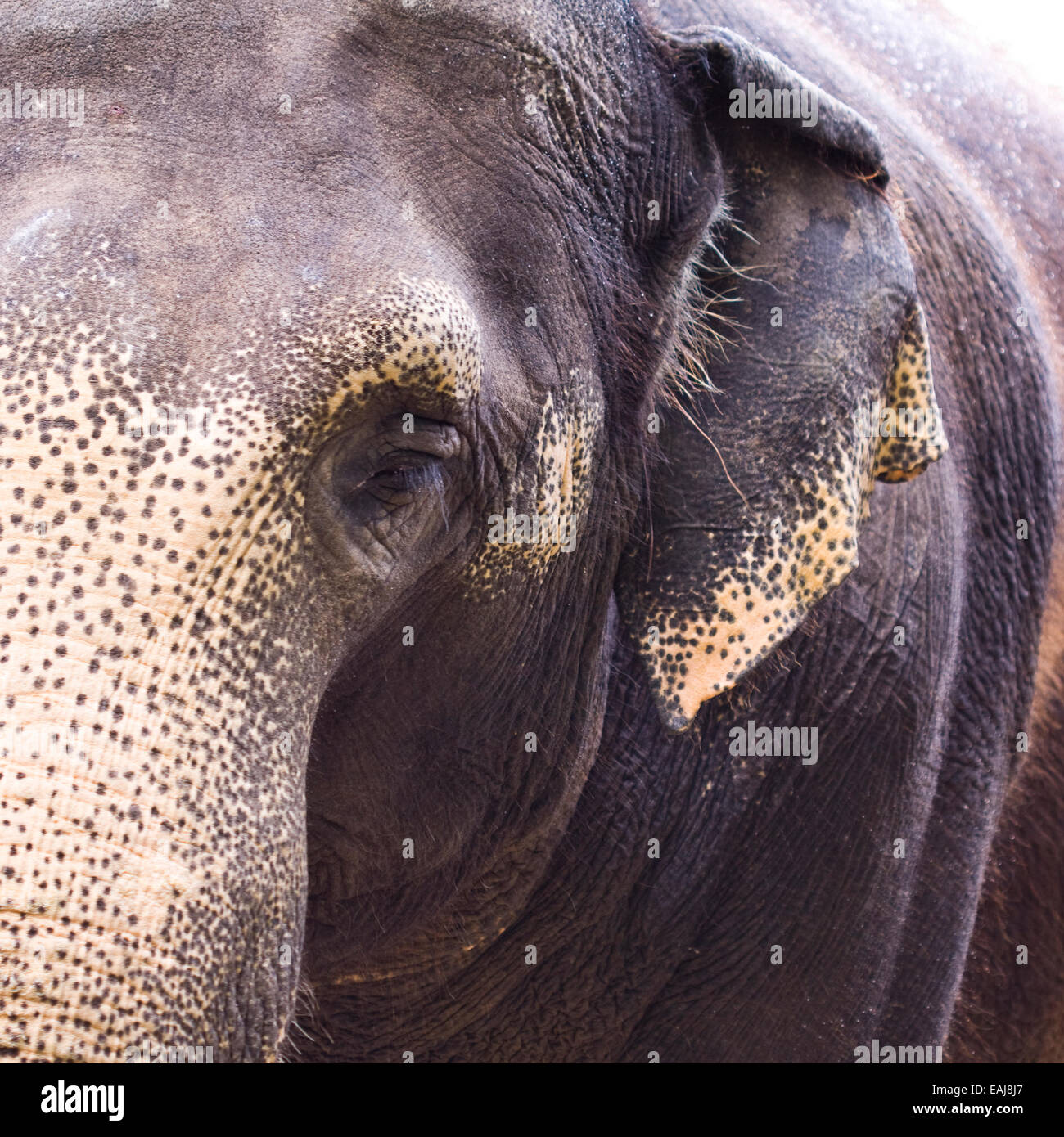 focus on the elephant head in square frame Stock Photo - Alamy