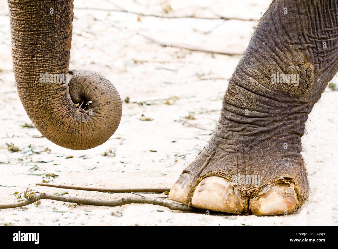 Elephant toe hi-res stock photography and images - Alamy