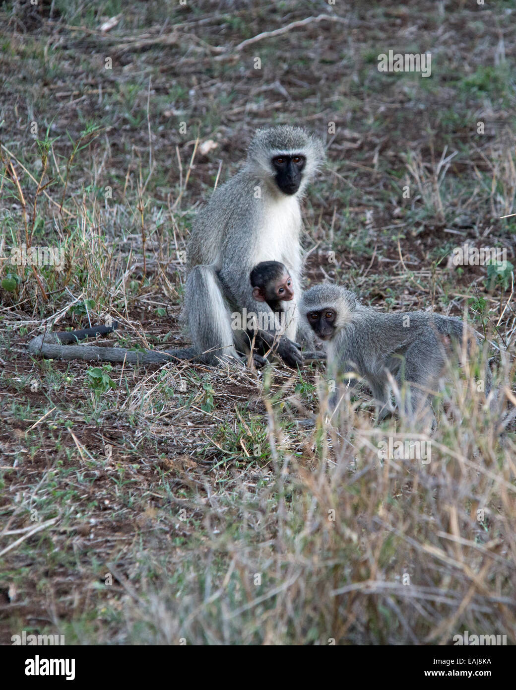 Motherhood and hi-res stock photography and images - Alamy