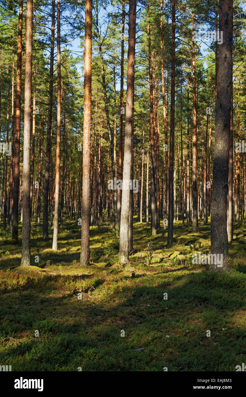 Pine forest landscape Stock Photo - Alamy