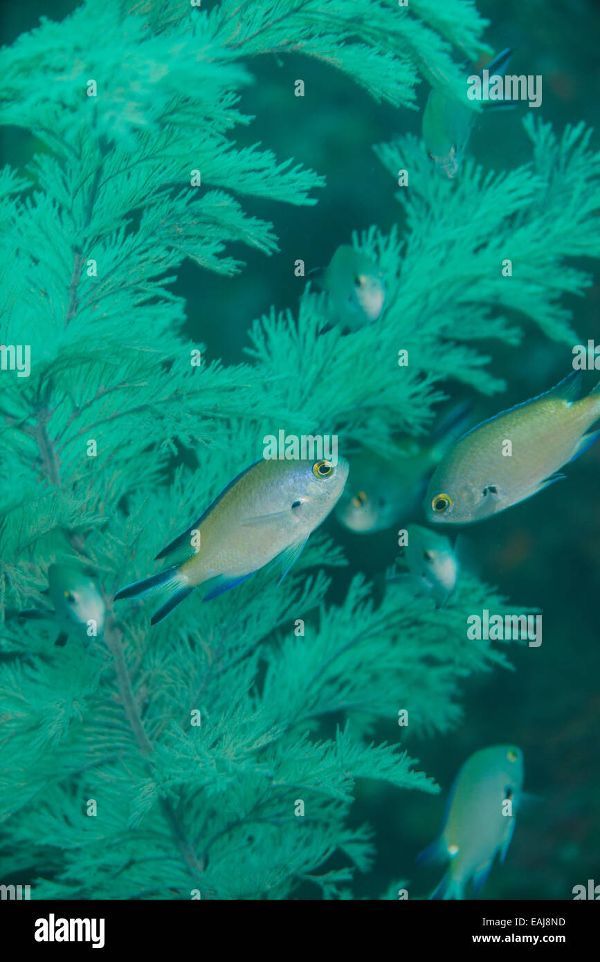 Smokey chromis (Chromis fumea), dark blue line, in the dorsal fin and ...