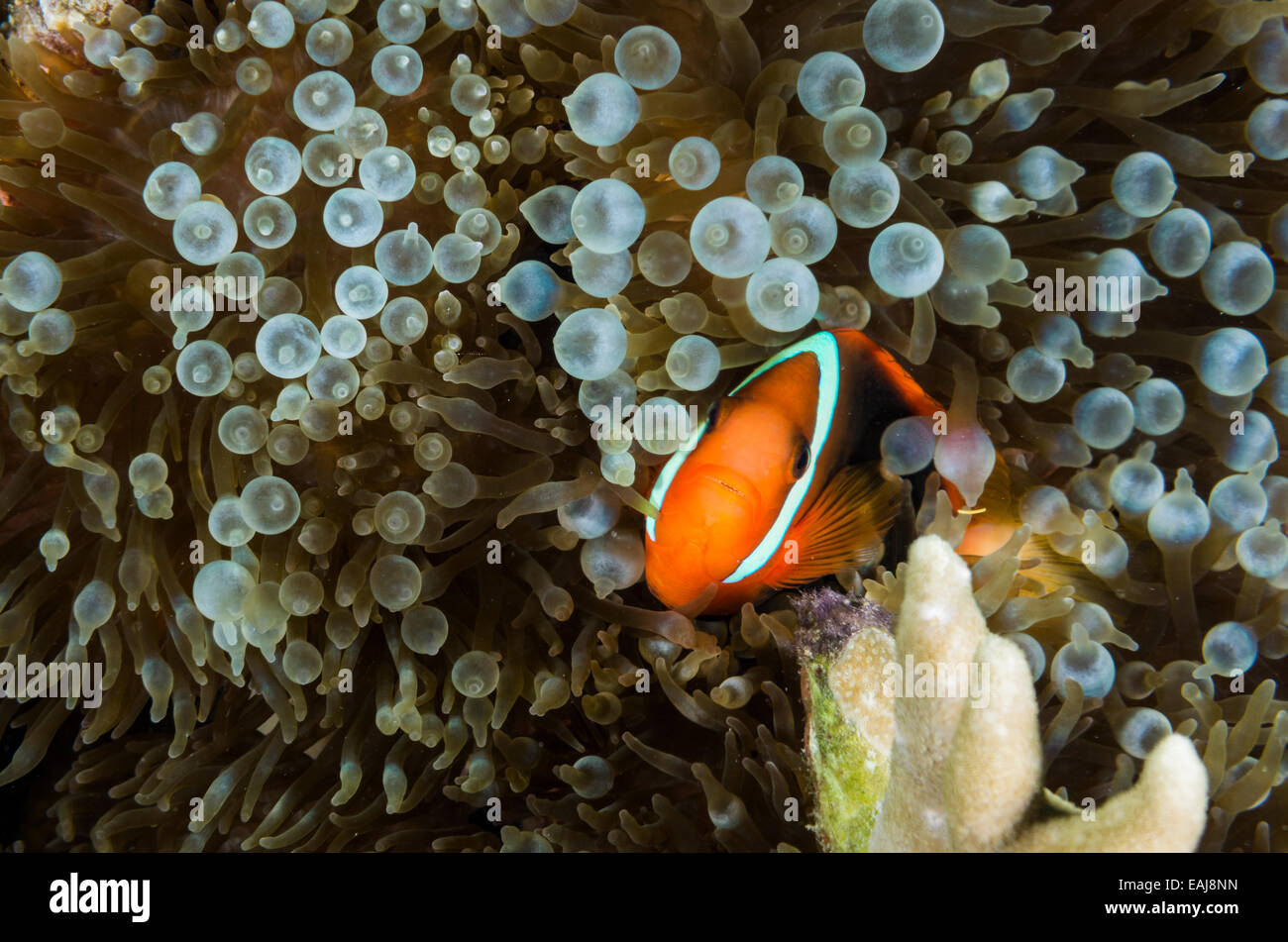 Anemonefish at Slow & Easy, Yap Federated States of Micronesia Stock ...