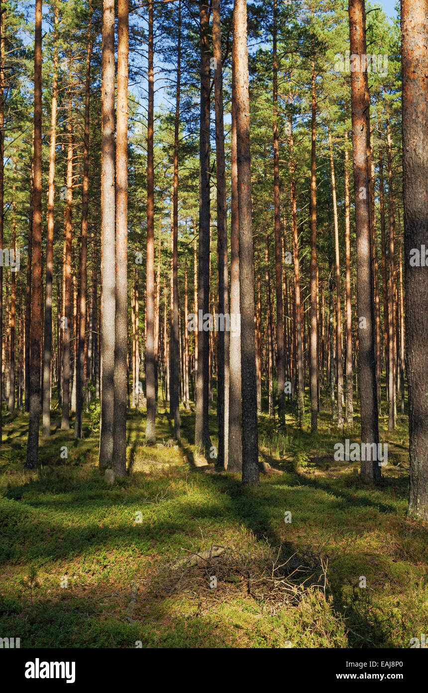 Pine forest landscape Stock Photo - Alamy