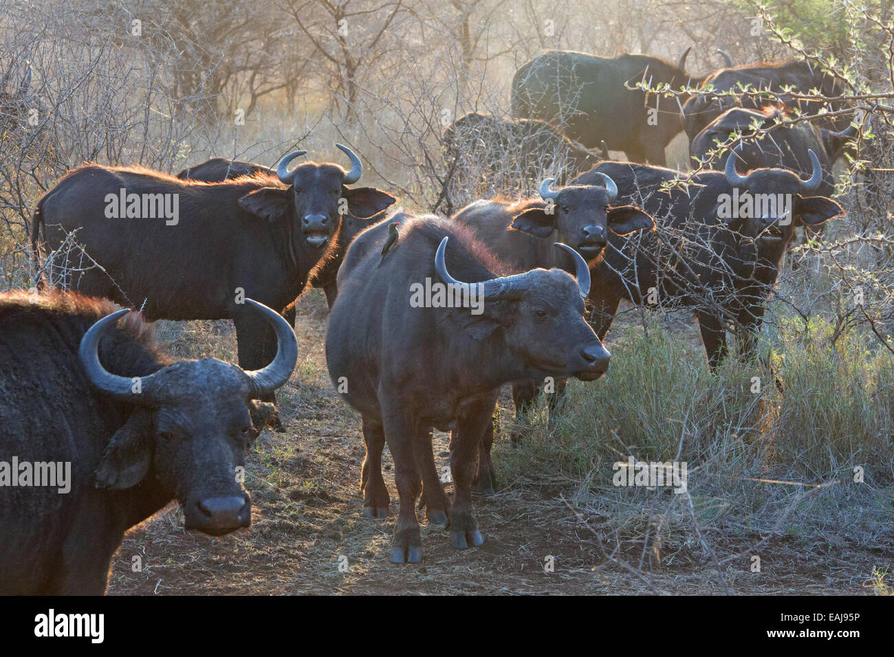 Buffalo Africa Sunset High Resolution Stock Photography and Images - Alamy