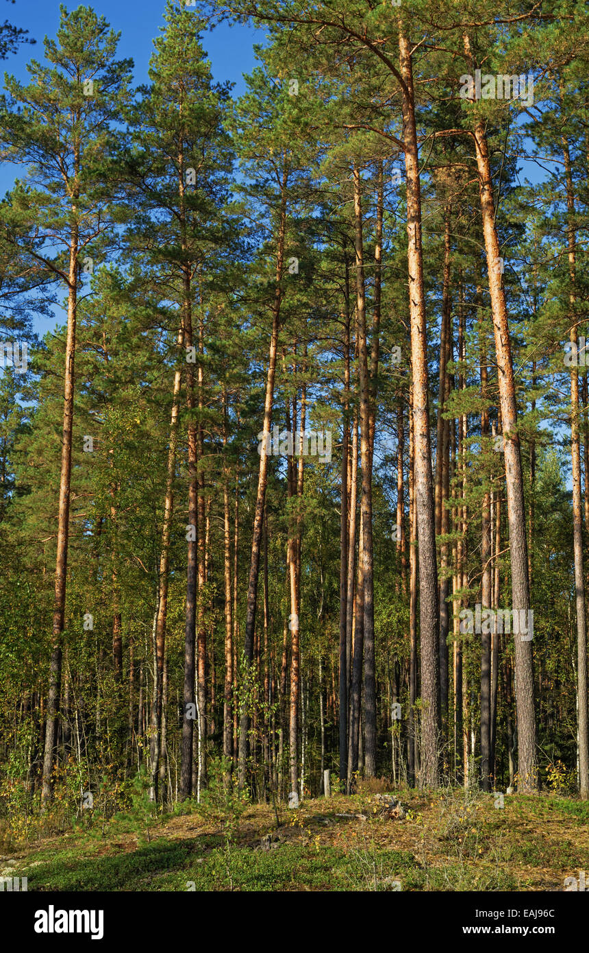 Pine forest landscape Stock Photo - Alamy