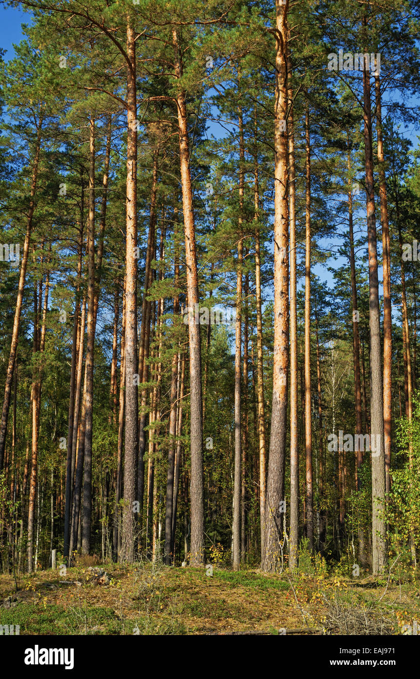 Pine forest landscape Stock Photo - Alamy
