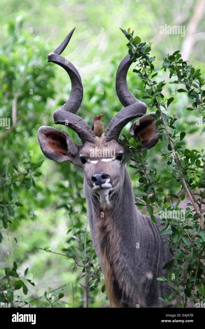 Africa birdie hi-res stock photography and images - Alamy