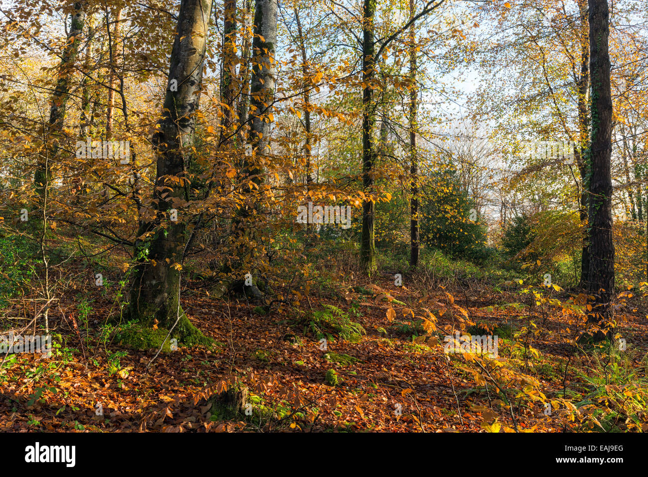 Autumn in woods near Bodmin in Cornwall Stock Photo - Alamy