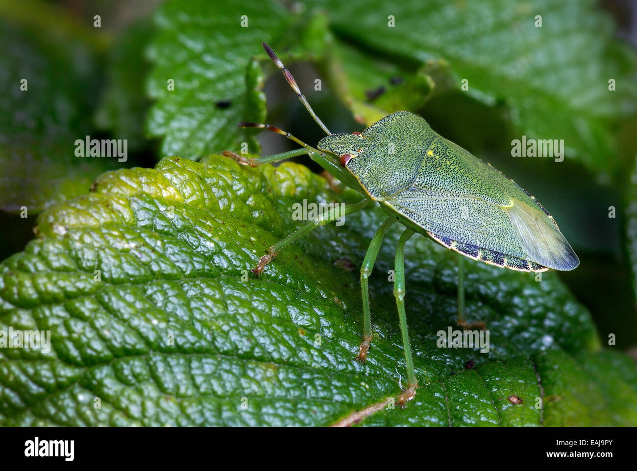 Bug heteroptera hi-res stock photography and images - Alamy