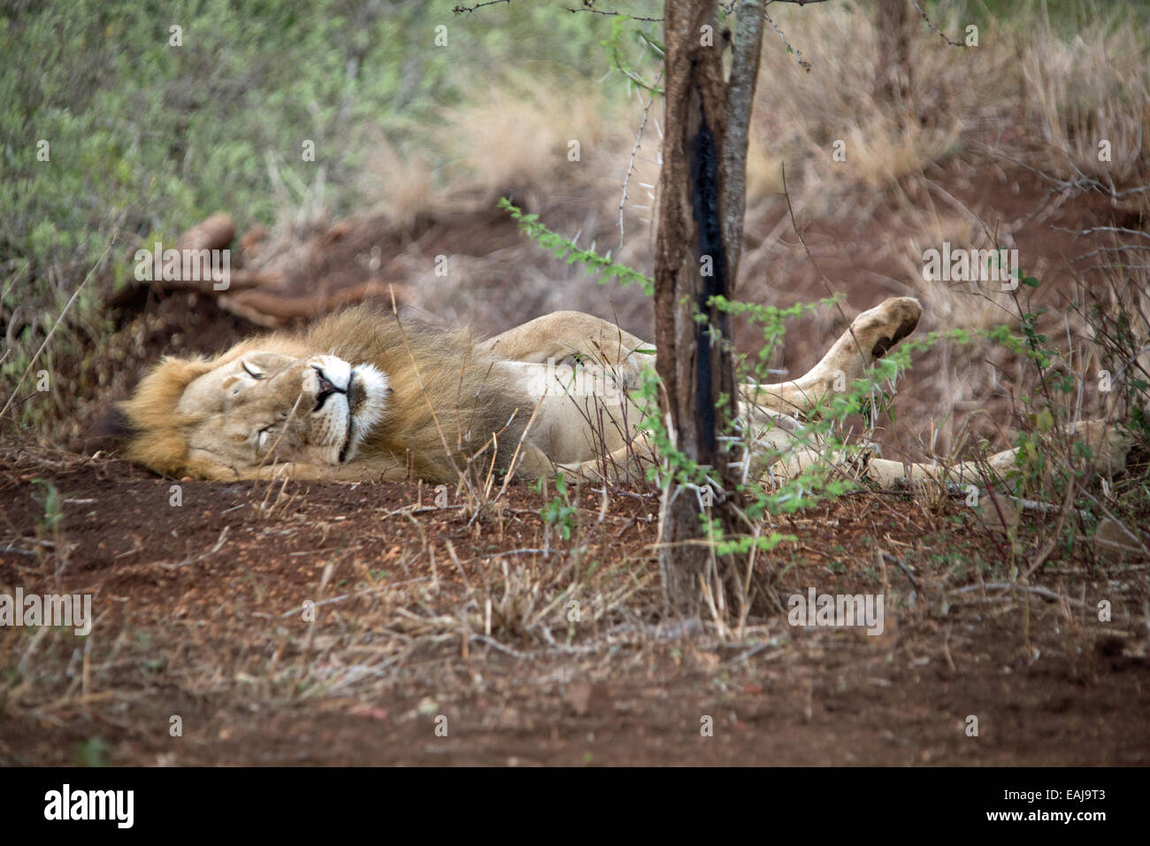 Lion Safari Asleep High Resolution Stock Photography and Images - Alamy