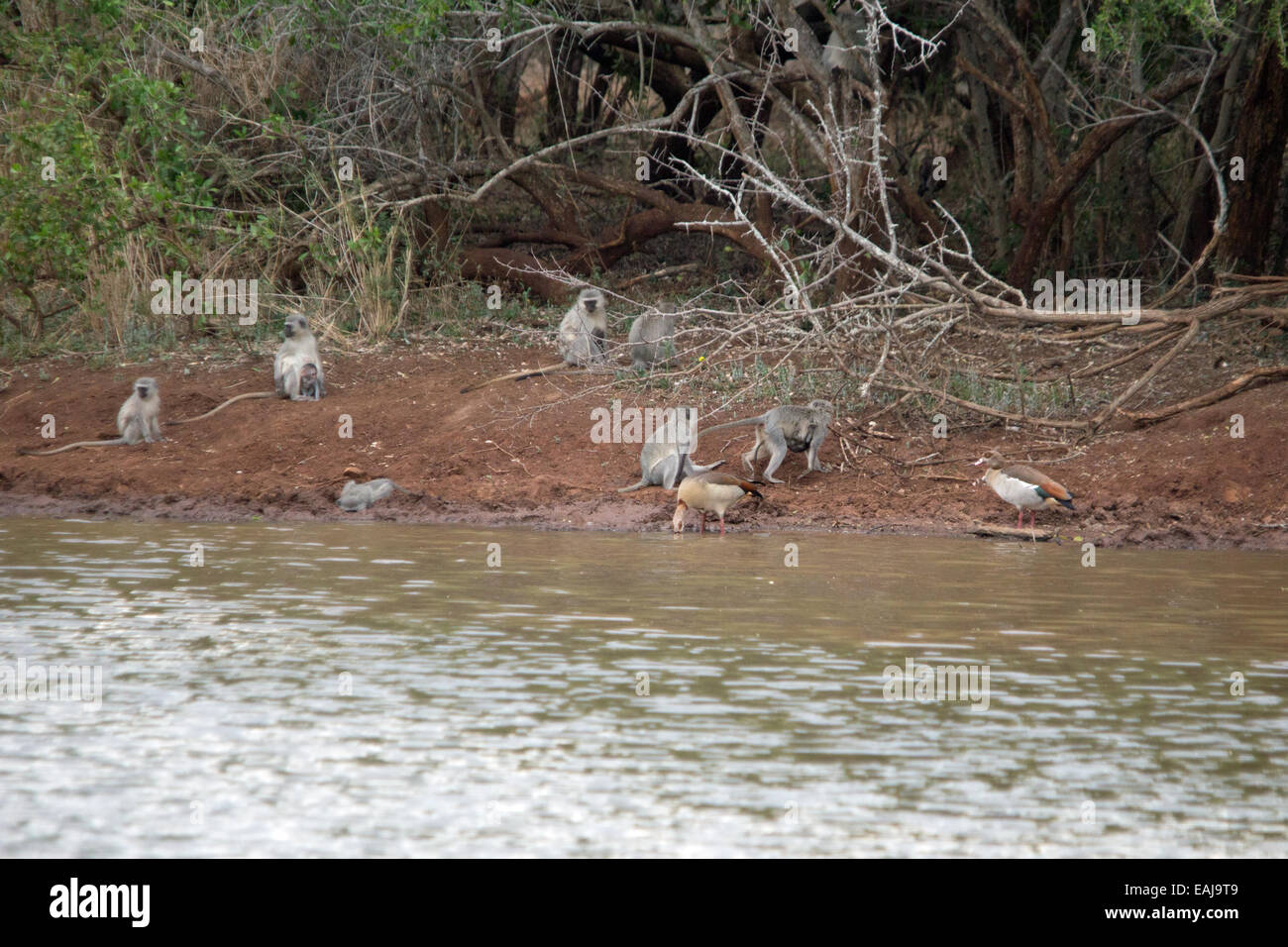 Vervet monkeys and Egyptian Geese at the waterside Stock Photo - Alamy