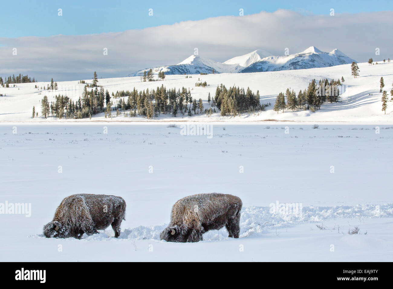Bison covered in snow graze in a snow covered field at Yellowstone ...